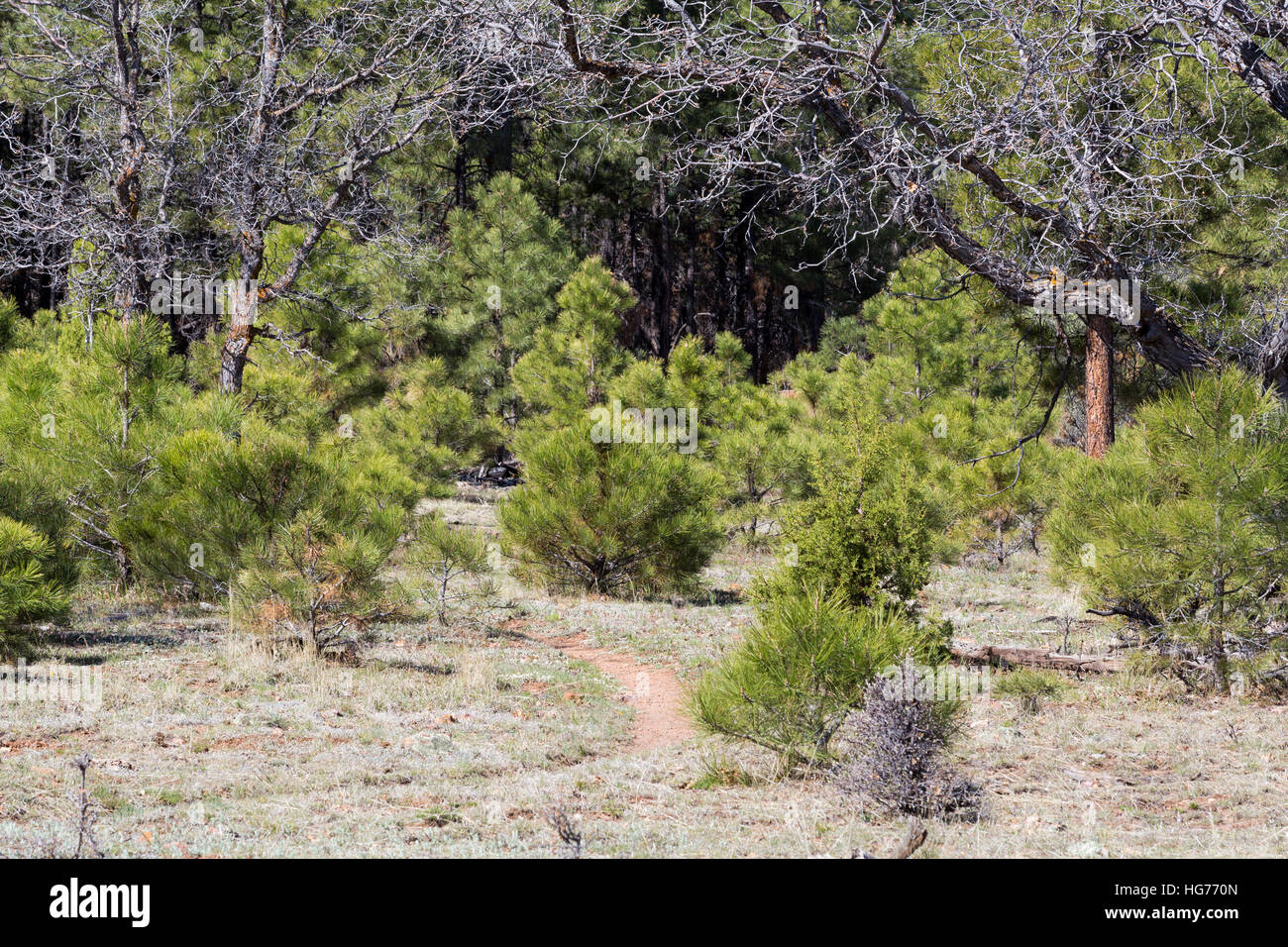 Young ponderosa pine trees hi-res stock photography and images - Alamy