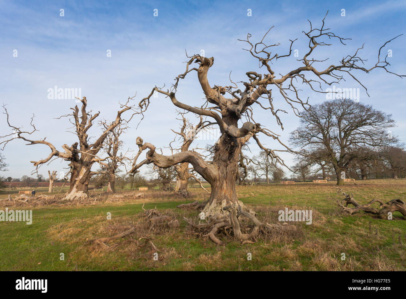 Old dead oak tree hi-res stock photography and images - Alamy