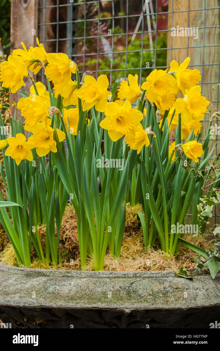 Planter full of Daffodils Stock Photo - Alamy