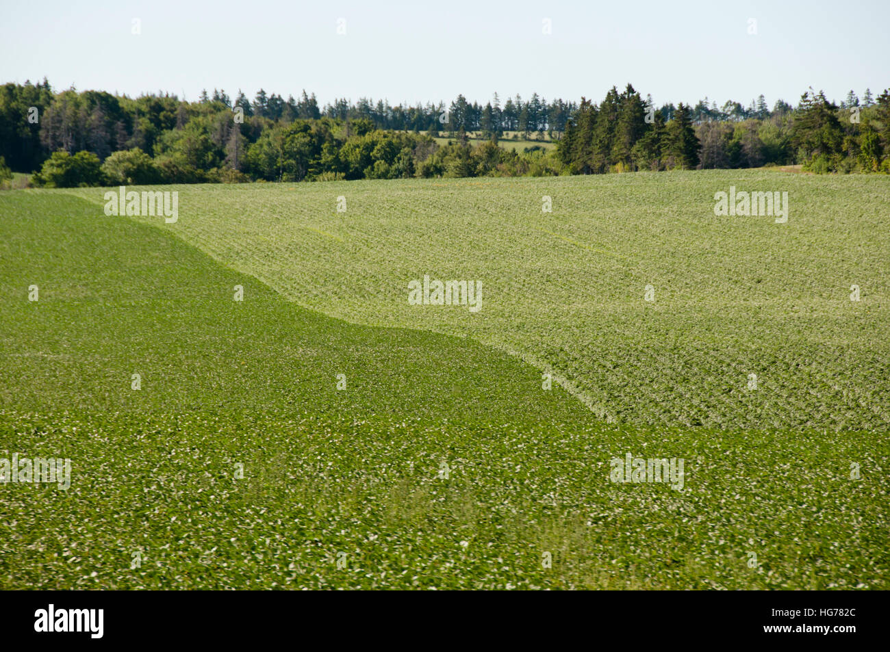 Potato field canada hi-res stock photography and images - Alamy