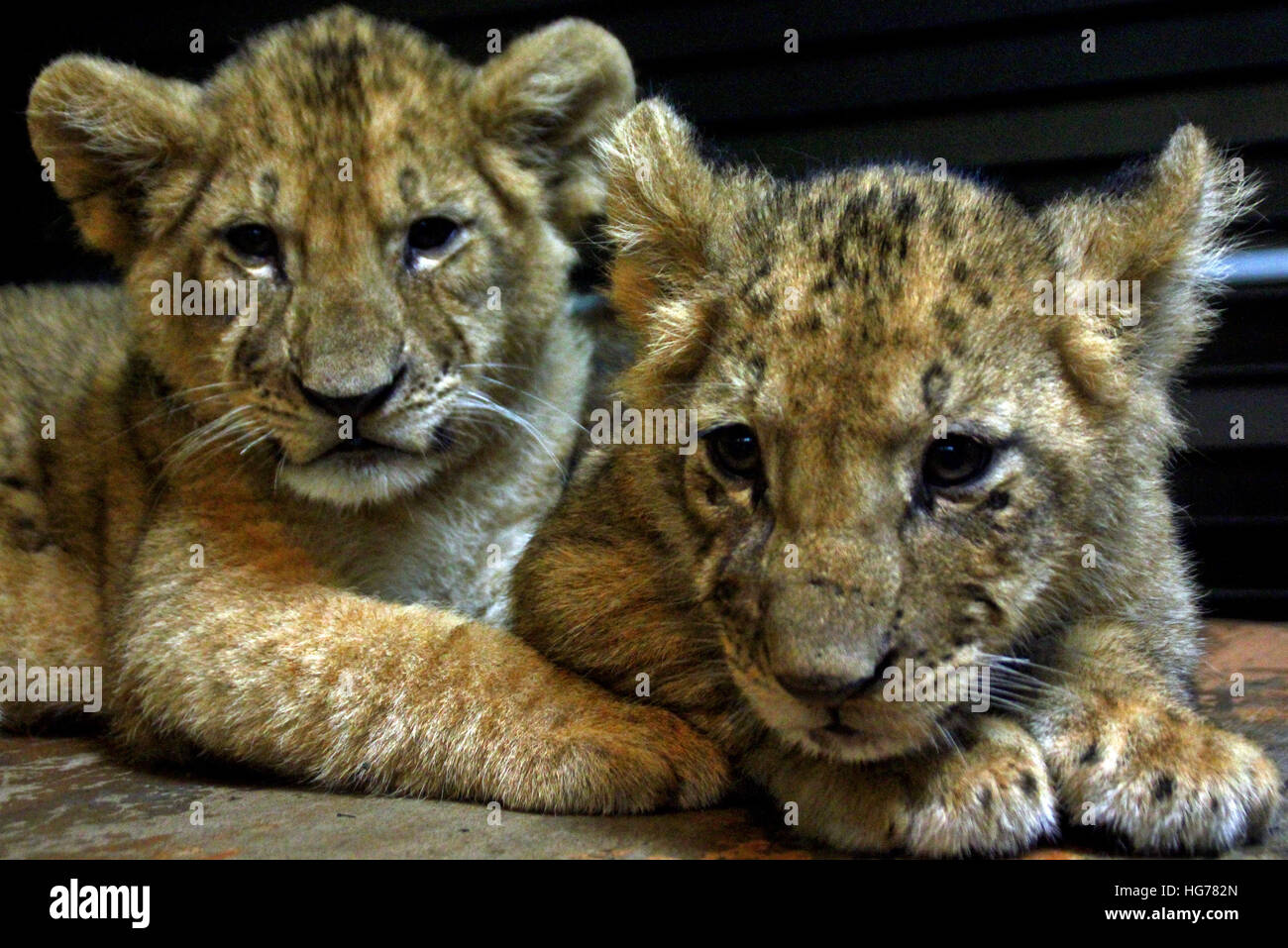 Pasuruan, Indonesia. 04th Jan, 2017. Taman Safari Indonesia II Prigen ...
