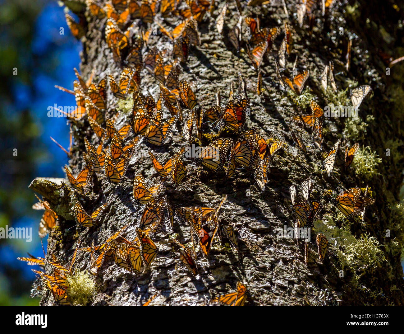 Monarch Butterfly migration to Mexico Stock Photo - Alamy