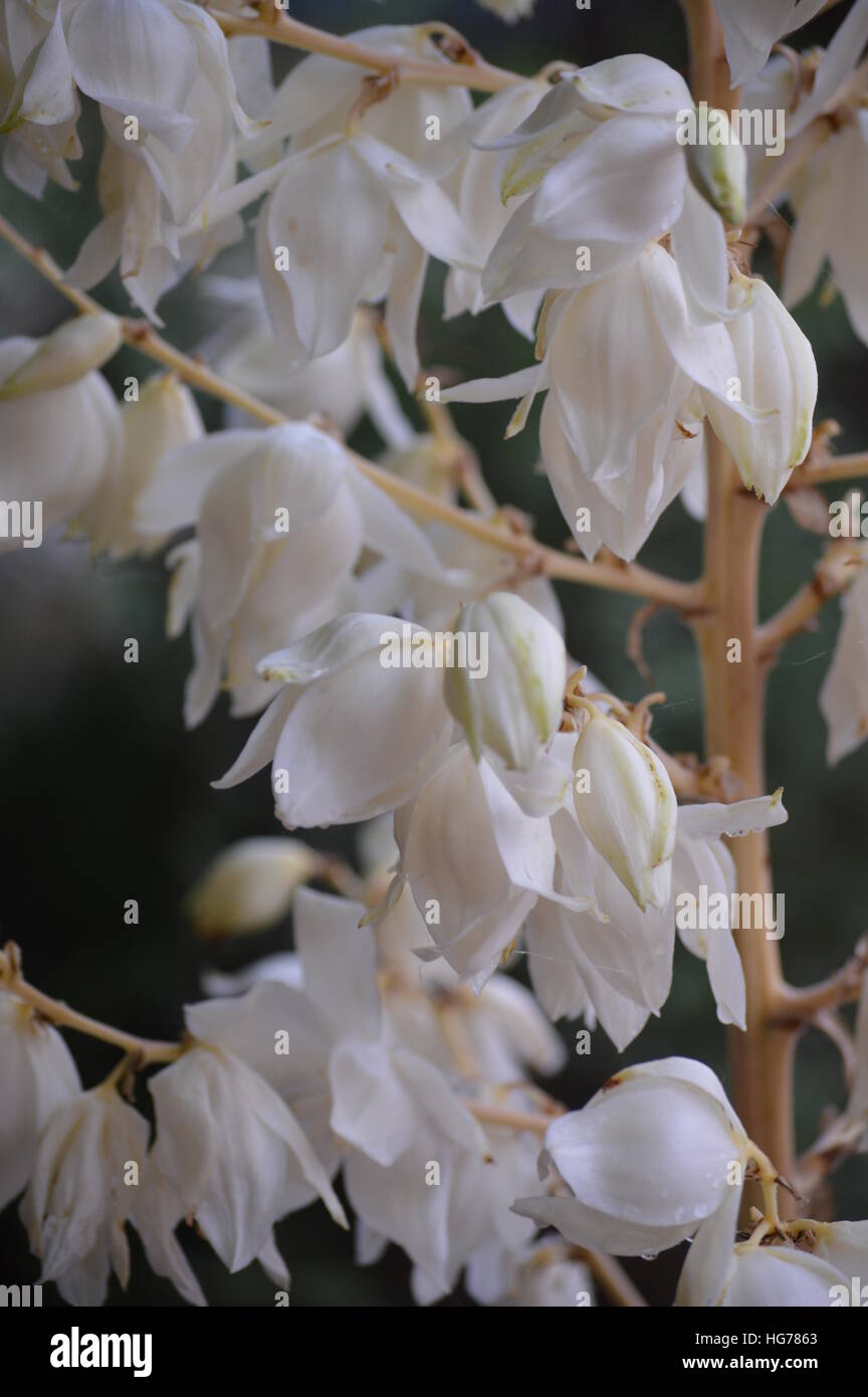 Hanging still hi-res stock photography and images - Alamy