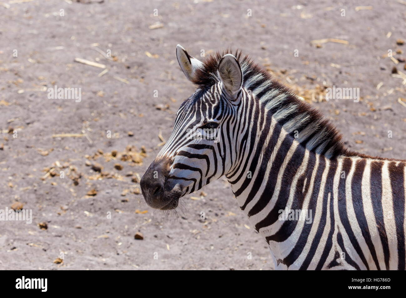 The wild plains zebra Stock Photo - Alamy