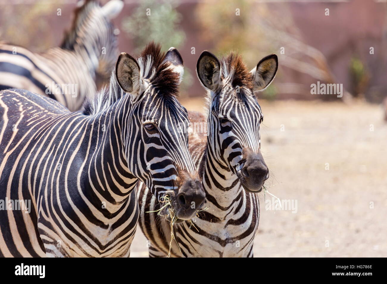The wild plains zebra Stock Photo - Alamy