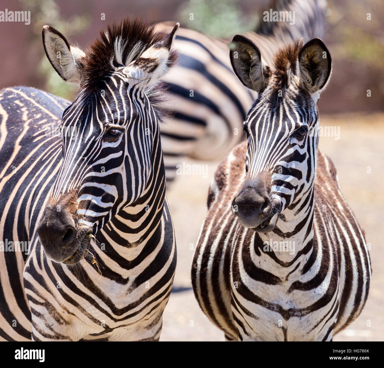 The wild plains zebra Stock Photo - Alamy