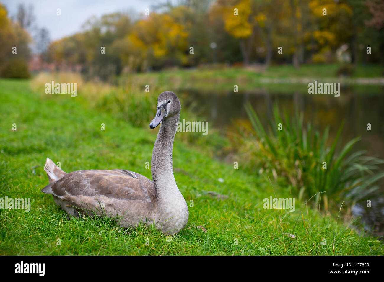 Swan lying on the grass Stock Photo - Alamy