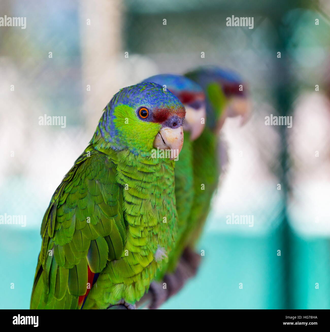 Lilac crowned parrots perched and watching Stock Photo - Alamy