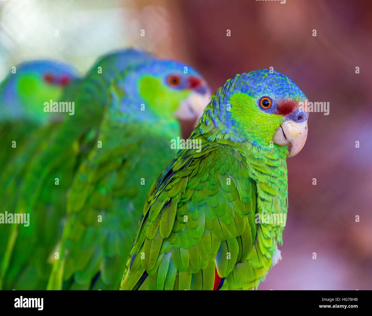 Lilac crowned parrots perched and watching Stock Photo - Alamy