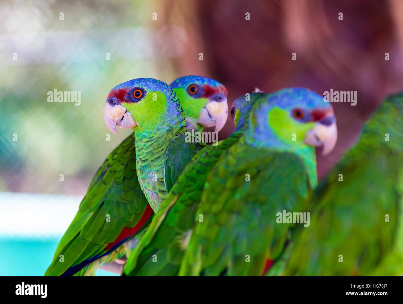 Lilac crowned parrots perched and watching Stock Photo - Alamy