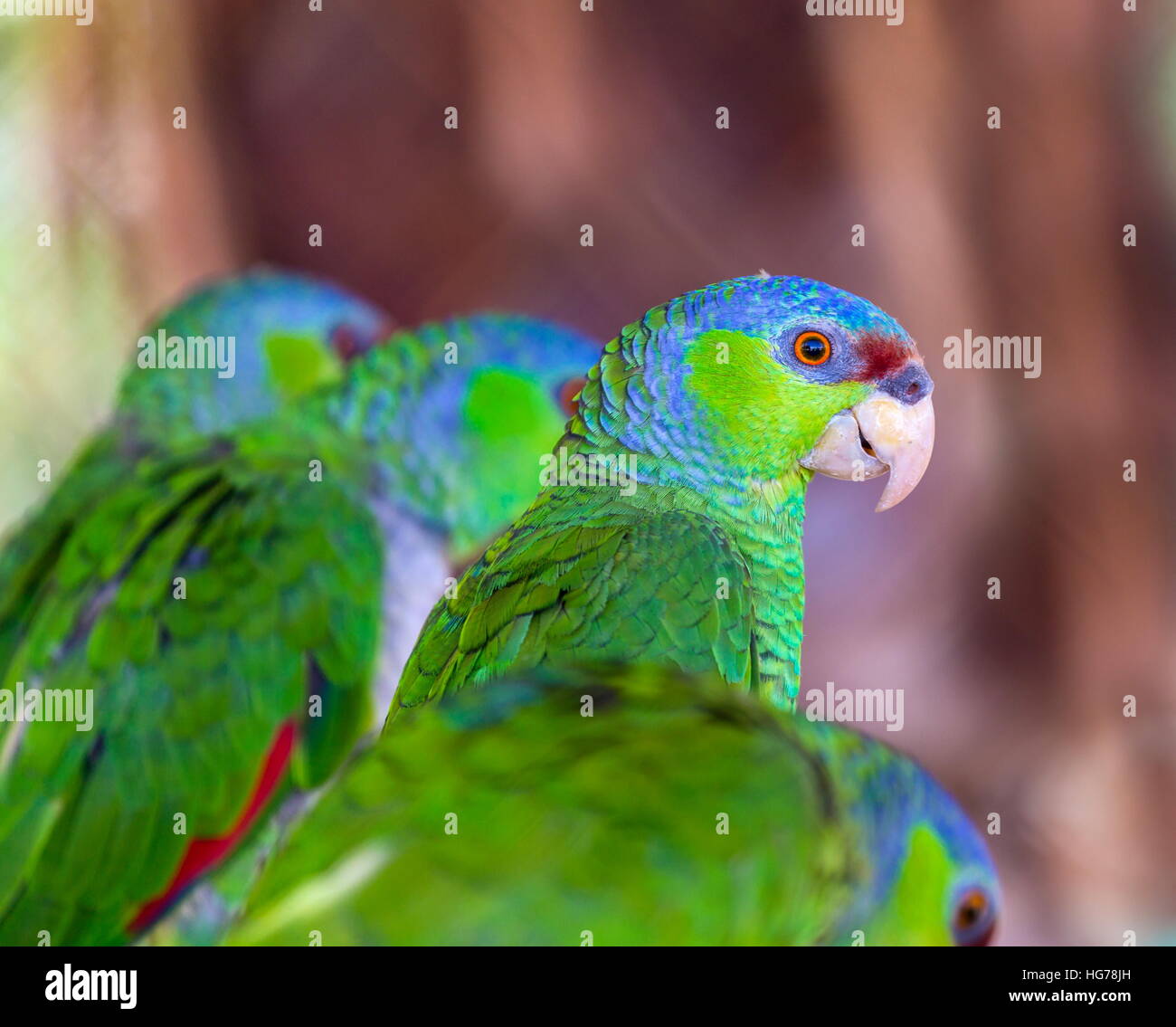 lilac-crowned amazon is a parrot endemic to the Pacific slopes of ...