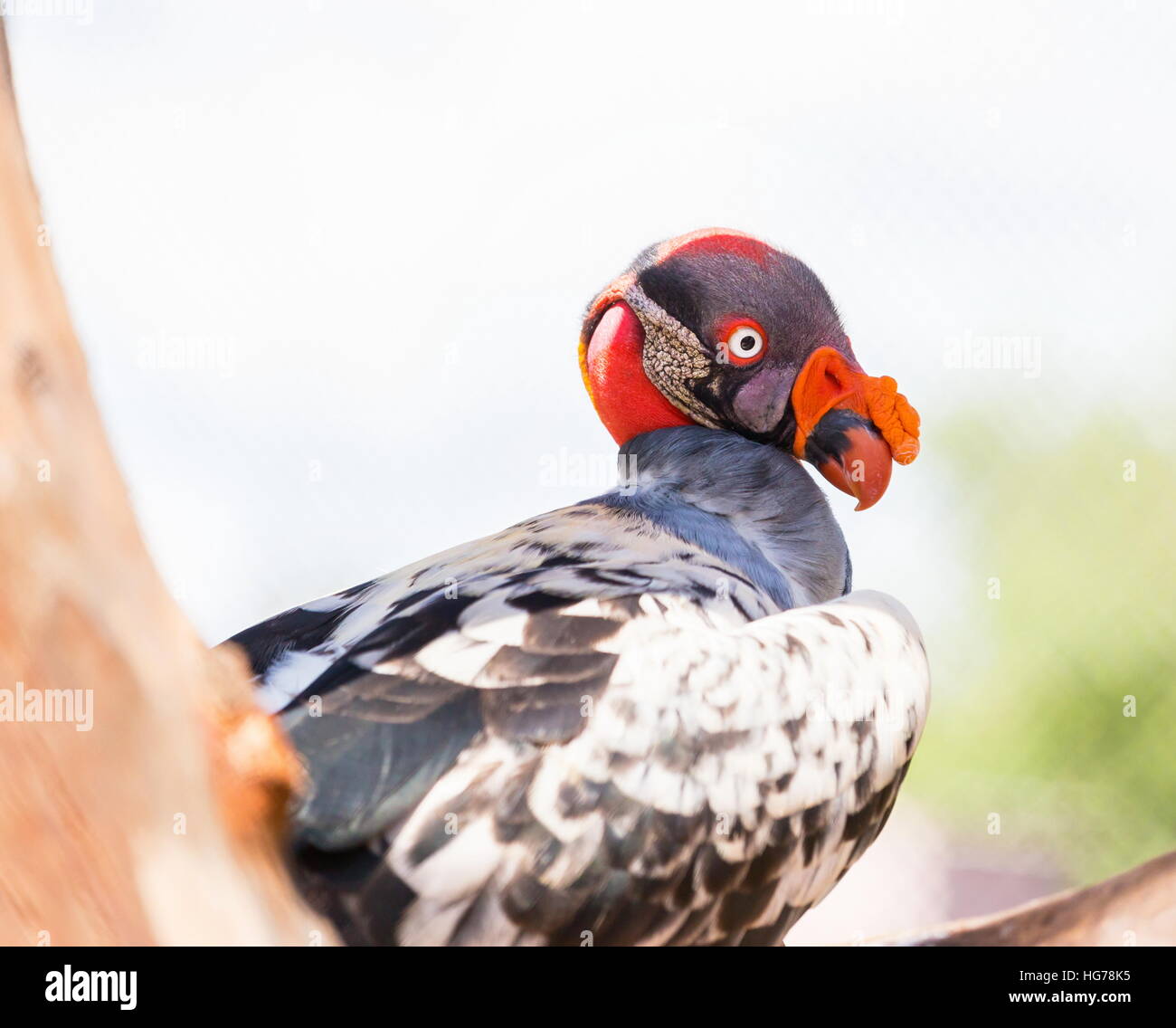 King Vulture, a very highly colored bird Stock Photo - Alamy