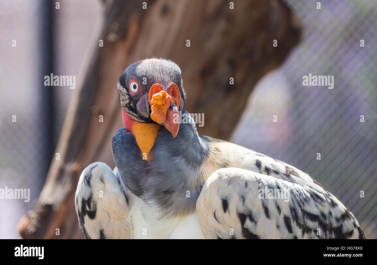 King Vulture, a very highly colored bird Stock Photo - Alamy