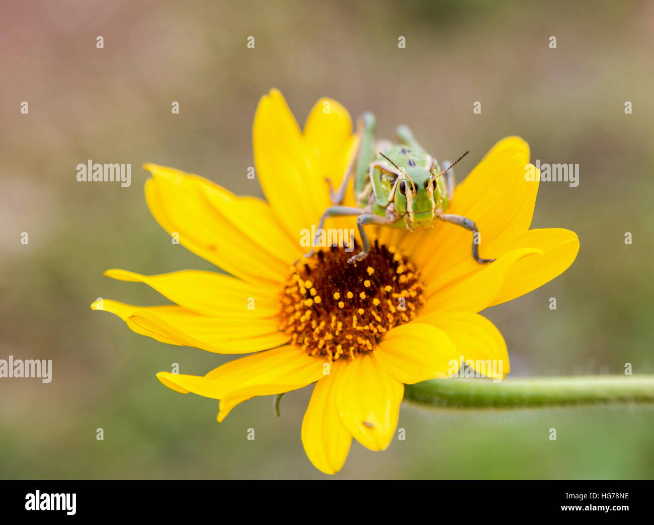 Grasshopper in a field in Mexico Stock Photo - Alamy