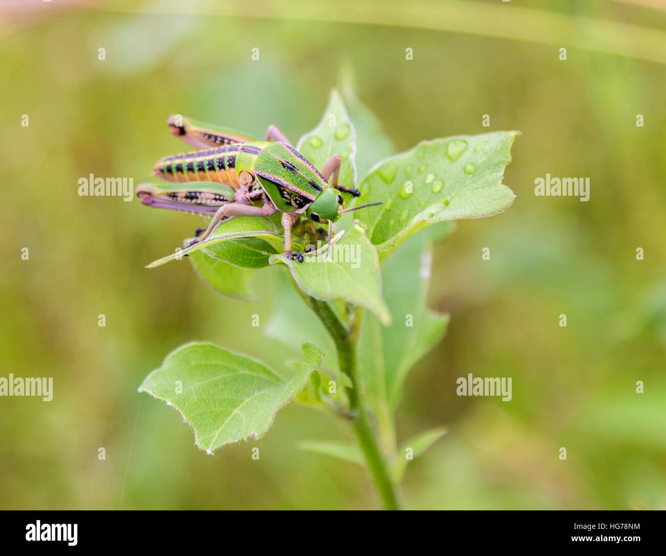 Grasshopper in a field in Mexico Stock Photo - Alamy