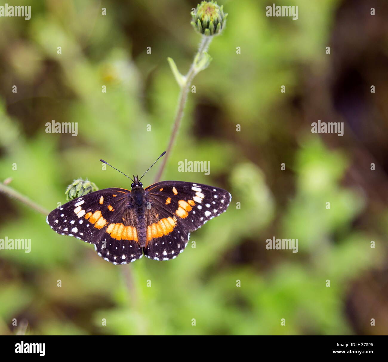 Bordered Patch butterfly in central Mexico. Orange and brown butterfly ...