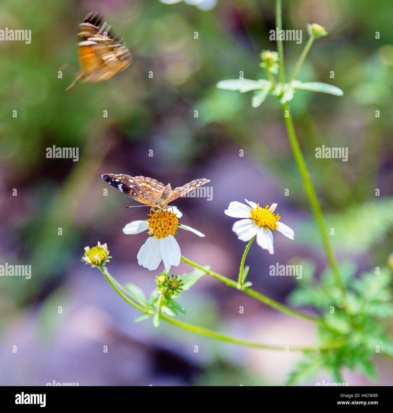 Bordered Patch butterfly in central Mexico. Orange and brown butterfly ...