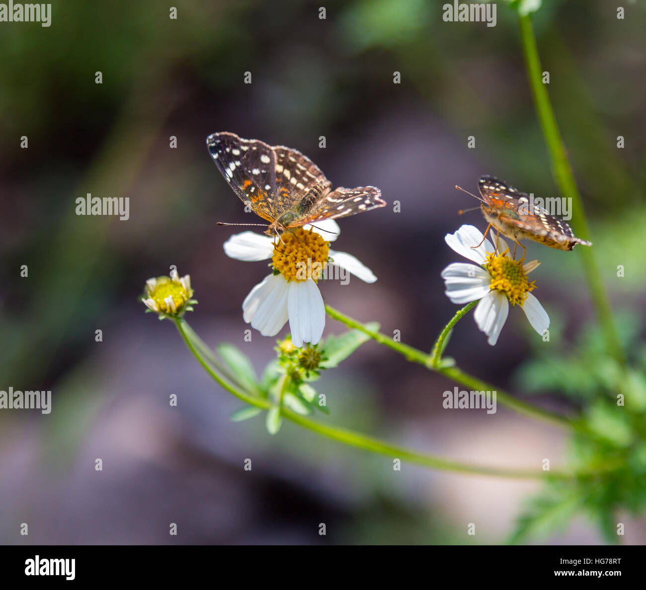 Bordered Patch butterfly in central Mexico. Orange and brown butterfly ...