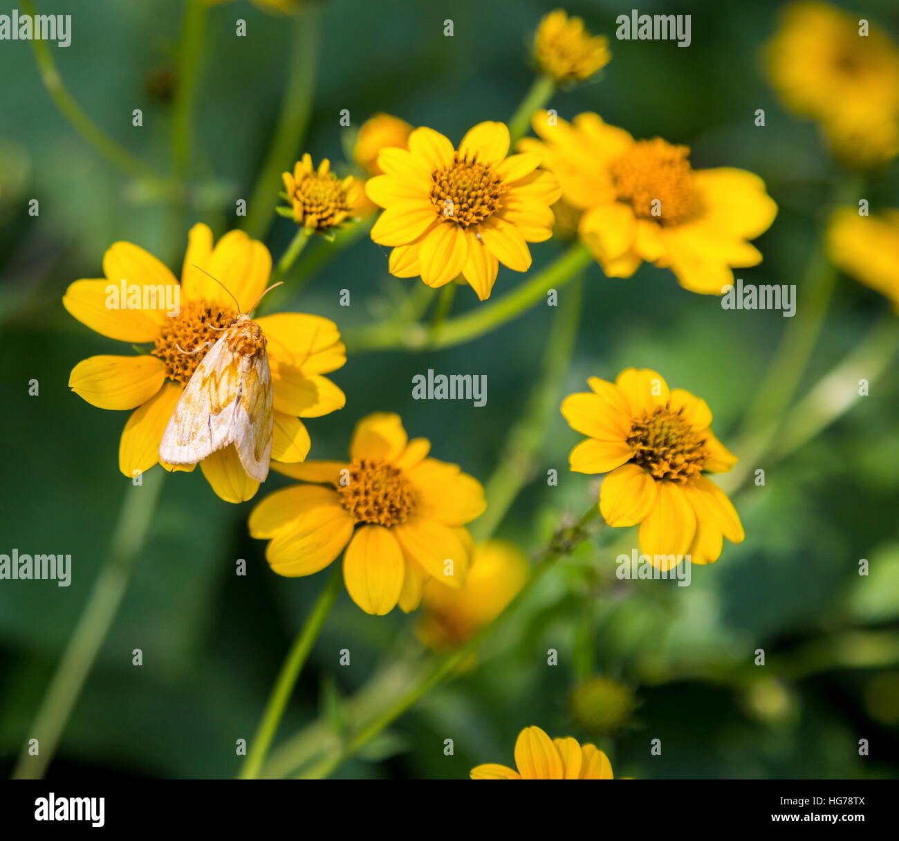 Wild flowers and insects of Mexico Stock Photo - Alamy