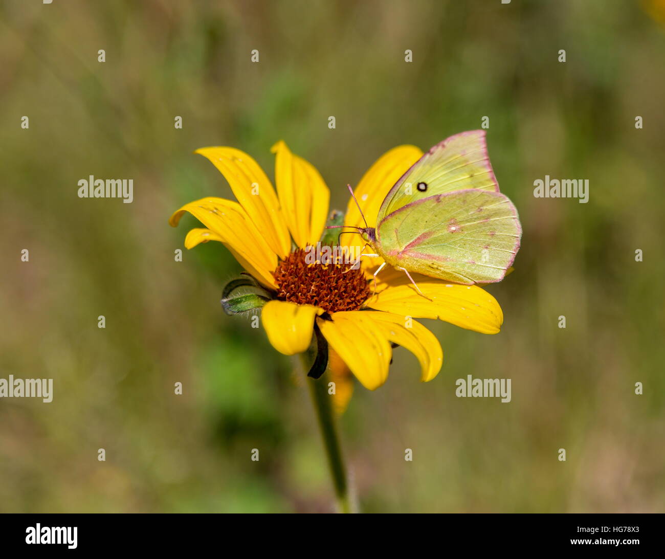 Bordered Patch butterfly in central Mexico. Orange and brown butterfly ...