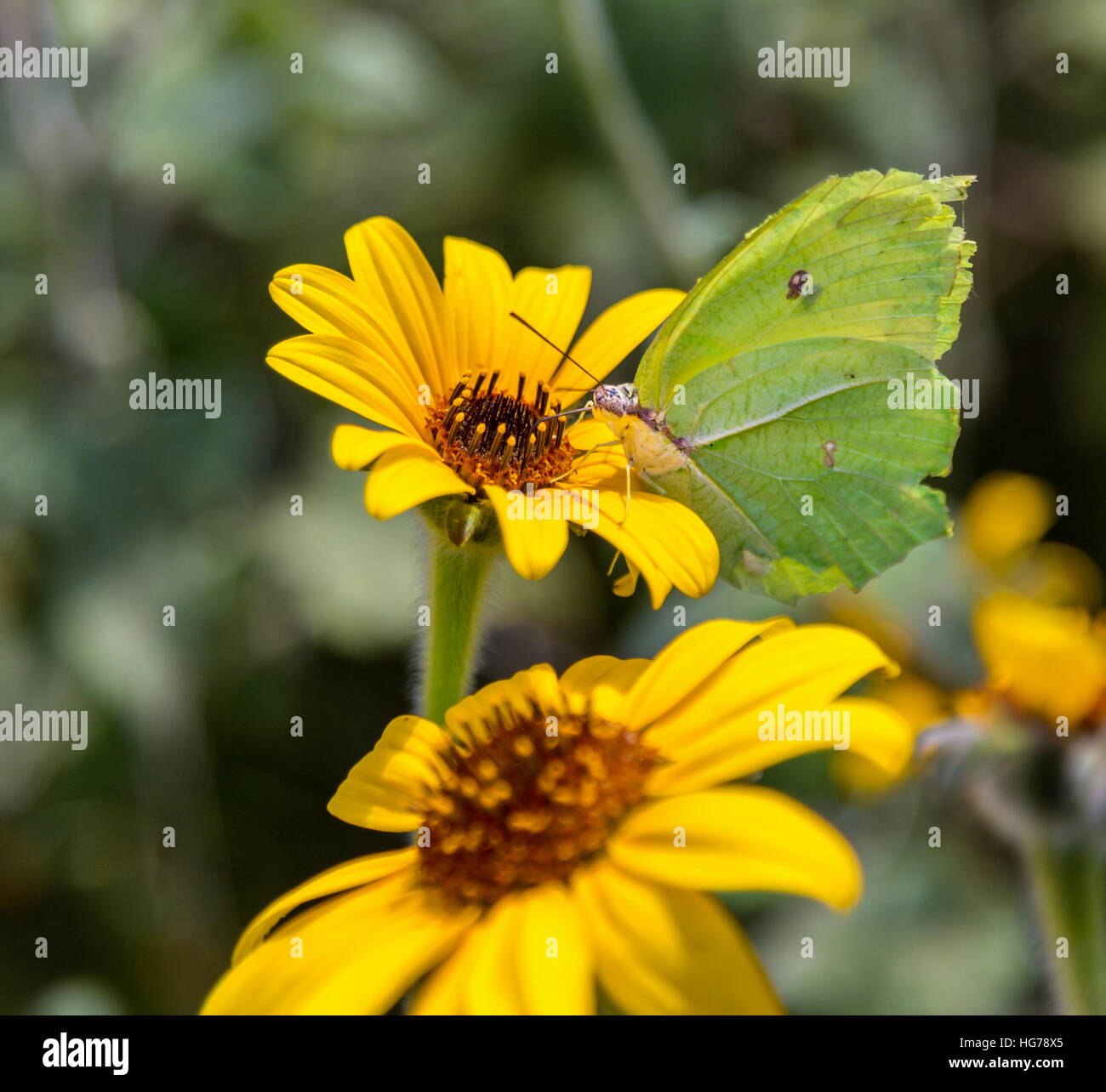 Bordered Patch butterfly in central Mexico. Orange and brown butterfly ...