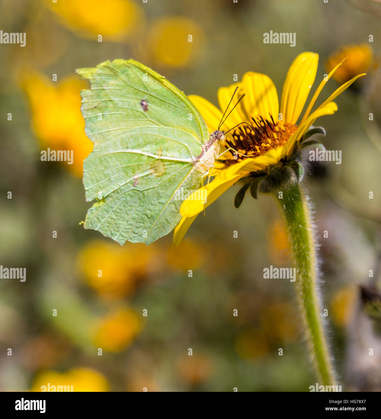 Bordered Patch butterfly in central Mexico. Orange and brown butterfly ...