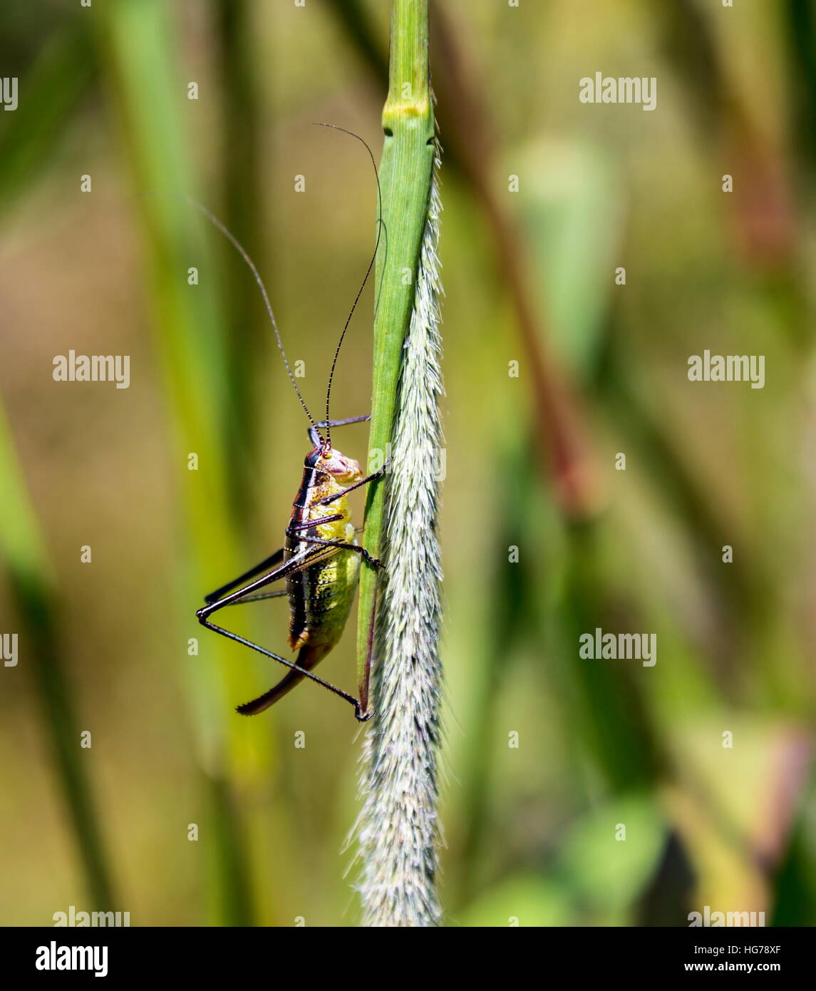Grasshopper in a field in Mexico Stock Photo - Alamy