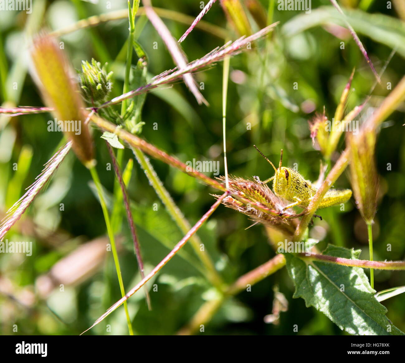 Grasshopper in a field in Mexico Stock Photo - Alamy