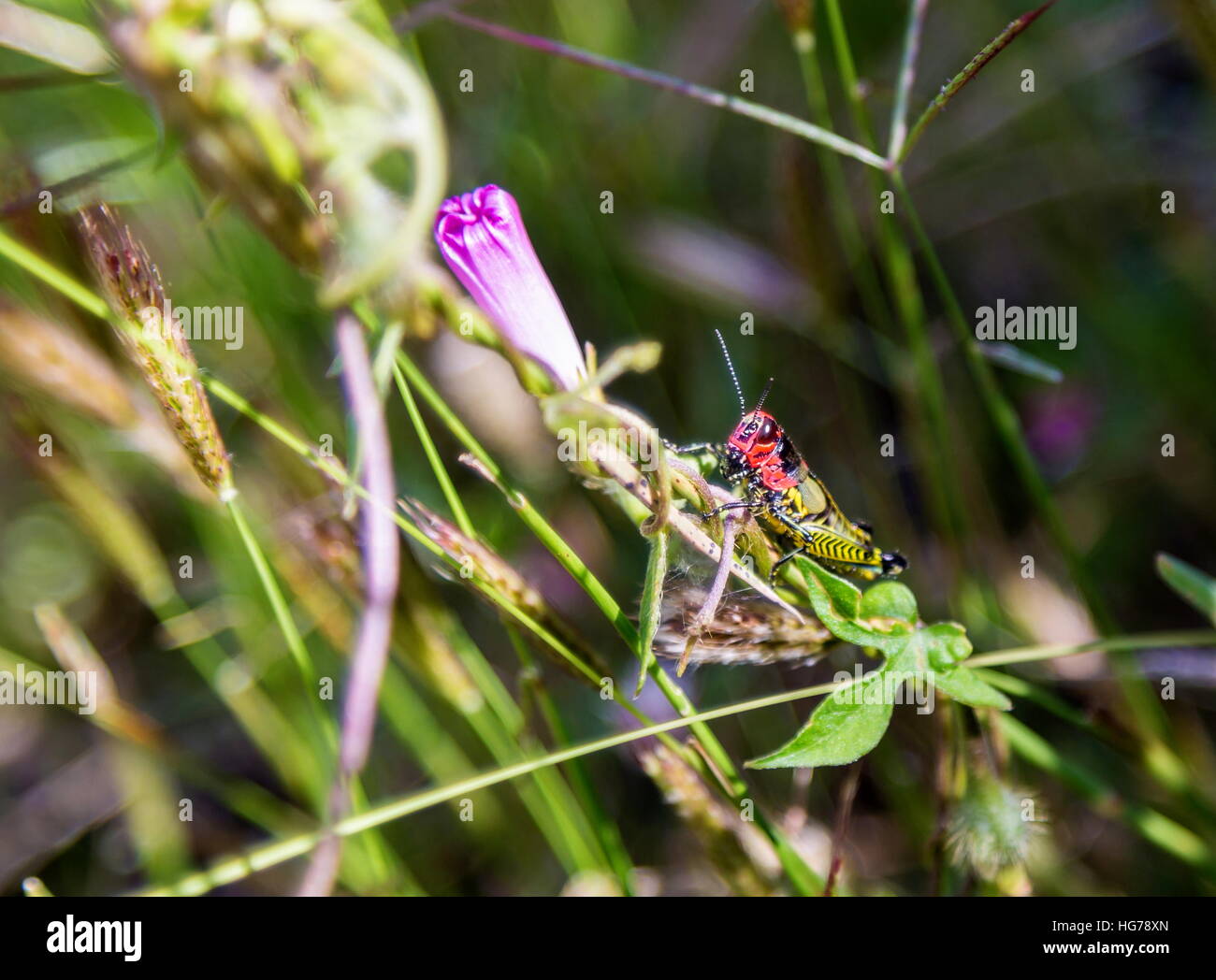 Grasshopper in a field in Mexico Stock Photo - Alamy