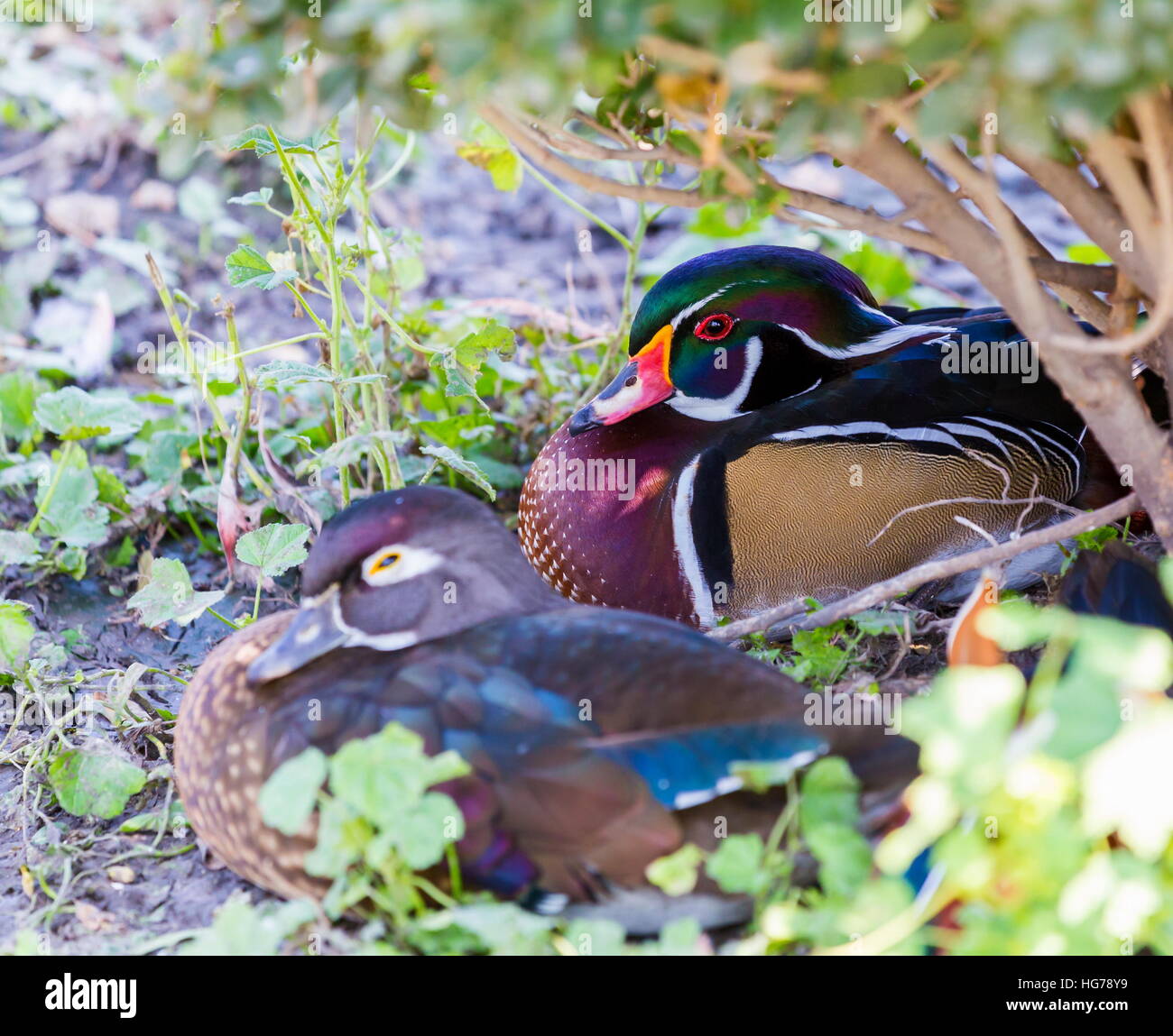 Species of perching duck hi-res stock photography and images - Alamy