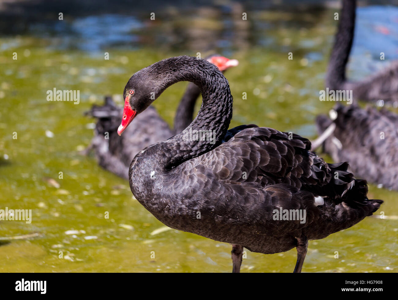 The black swan is a large water bird, a species of swan, which breeds ...