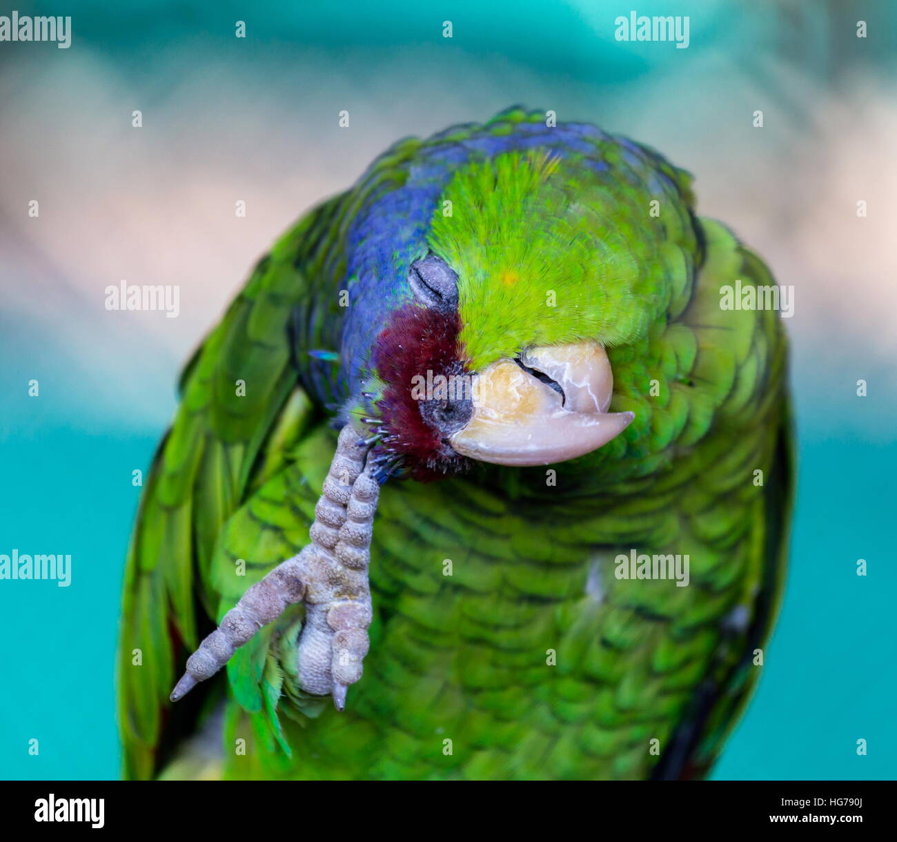 lilac-crowned amazon is a parrot endemic to the Pacific slopes of ...