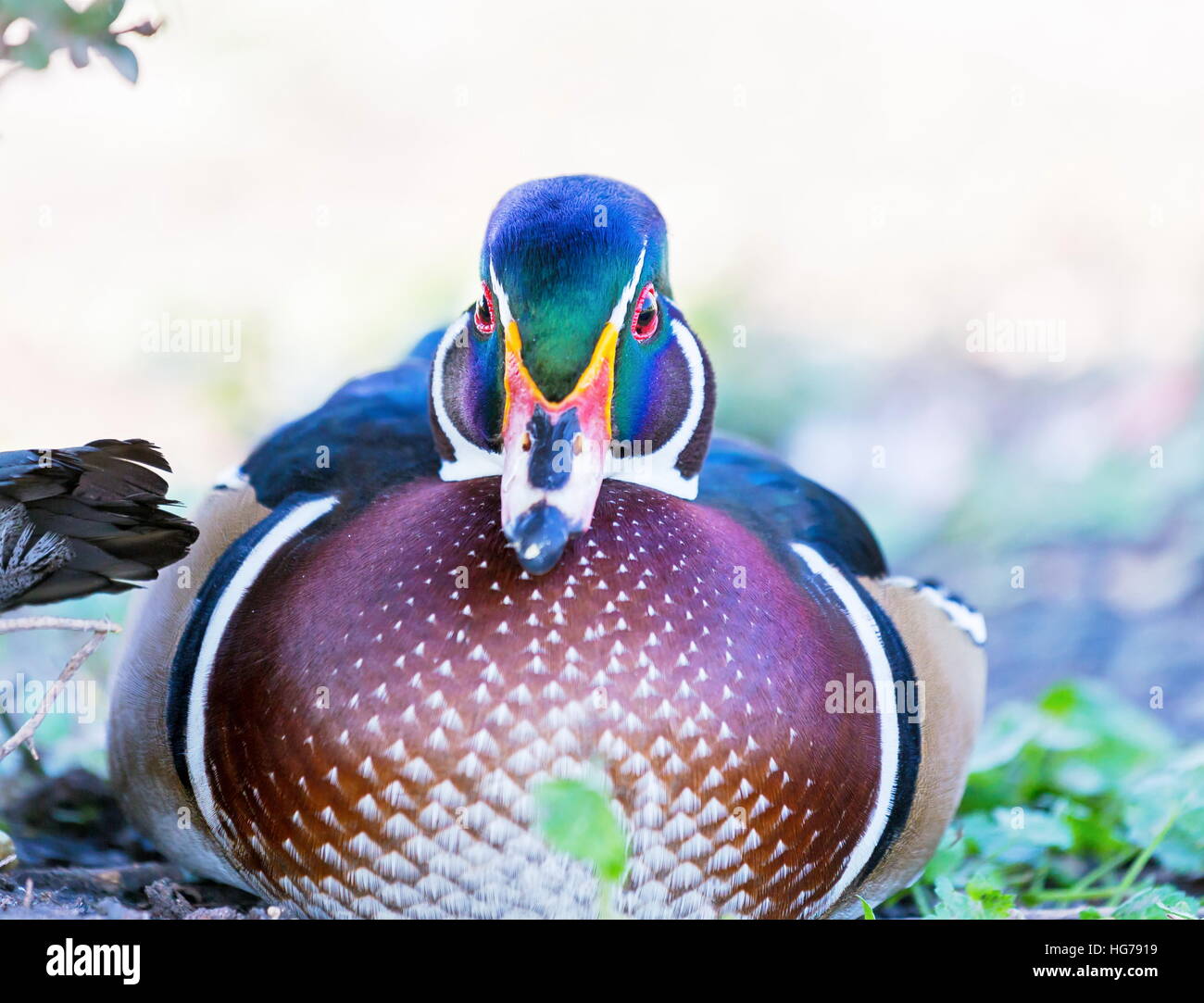 Species of perching duck hi-res stock photography and images - Alamy