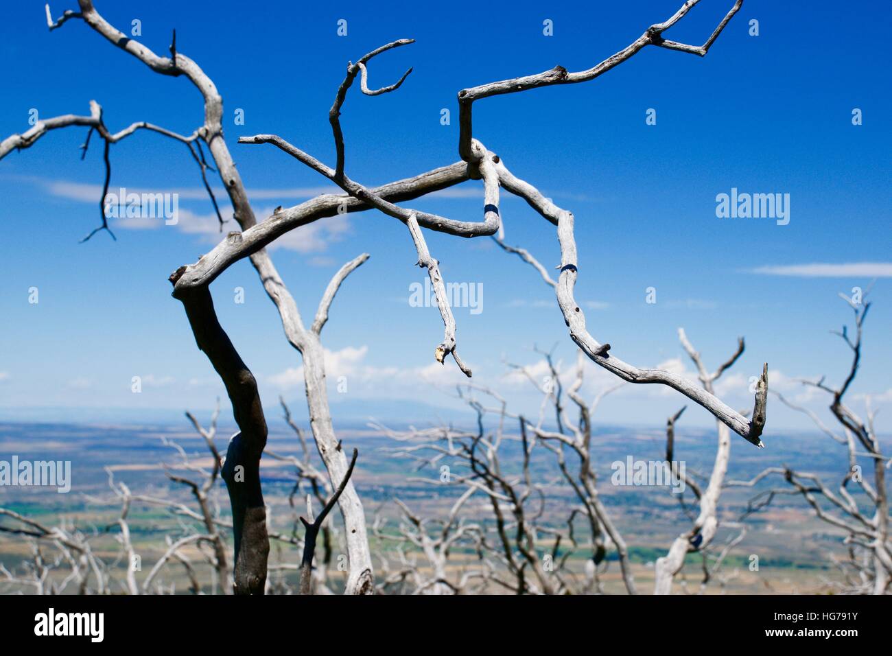 Tree sky landscape hi-res stock photography and images - Alamy