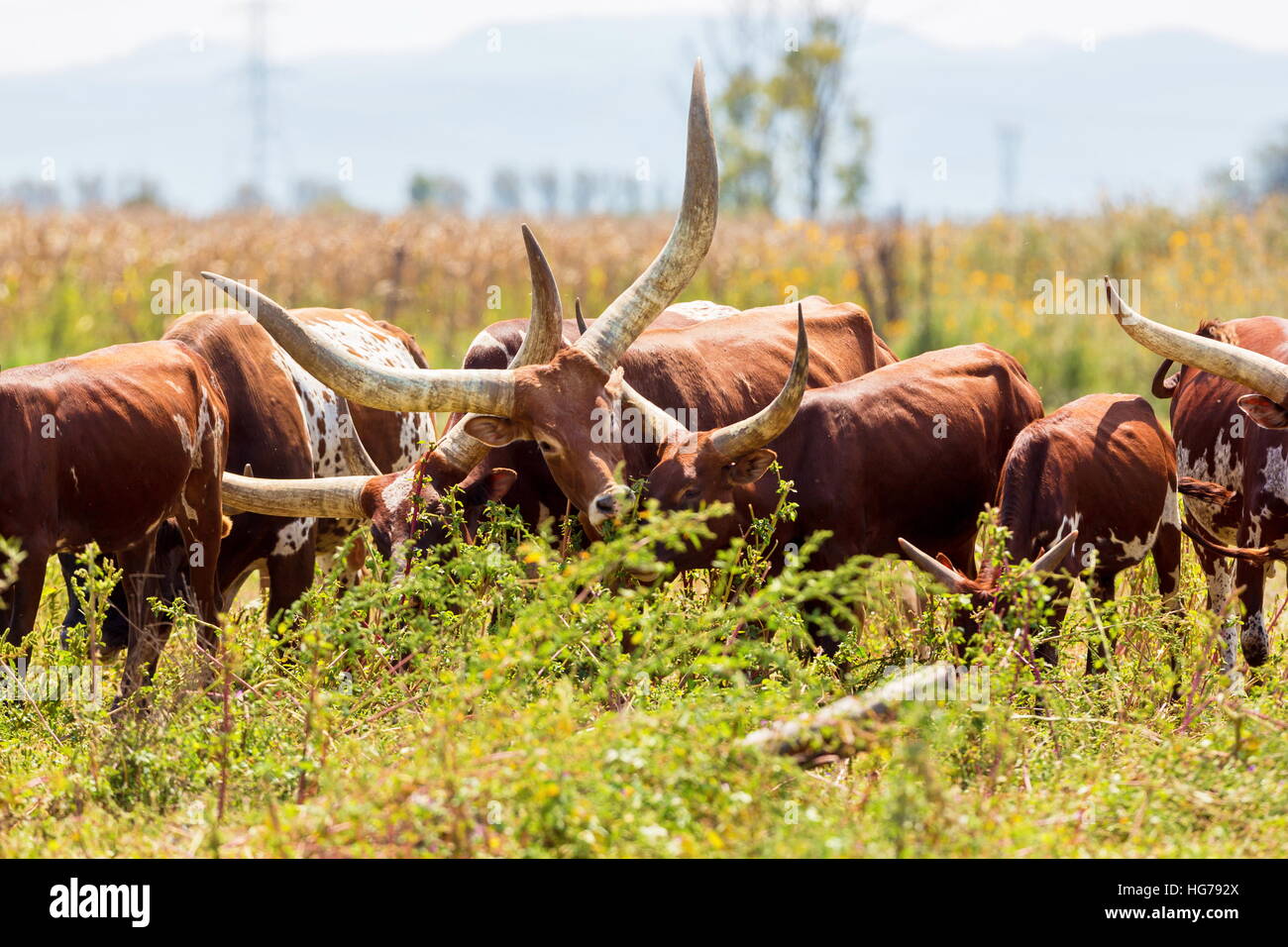 Texas Longhorn in a field in Mexico Stock Photo - Alamy