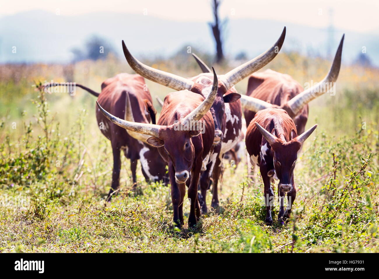 Texas Longhorn in a field in Mexico Stock Photo - Alamy