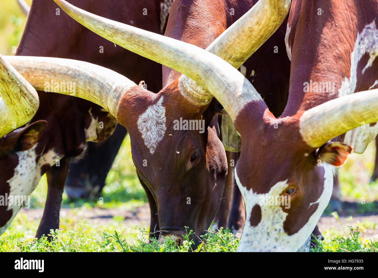 Texas Longhorn in a field in Mexico Stock Photo - Alamy