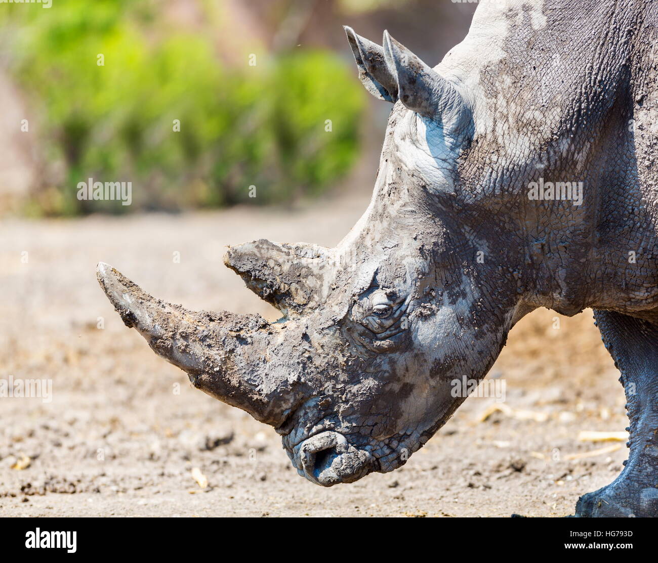 Rhinoceros standing alone in a field Stock Photo - Alamy