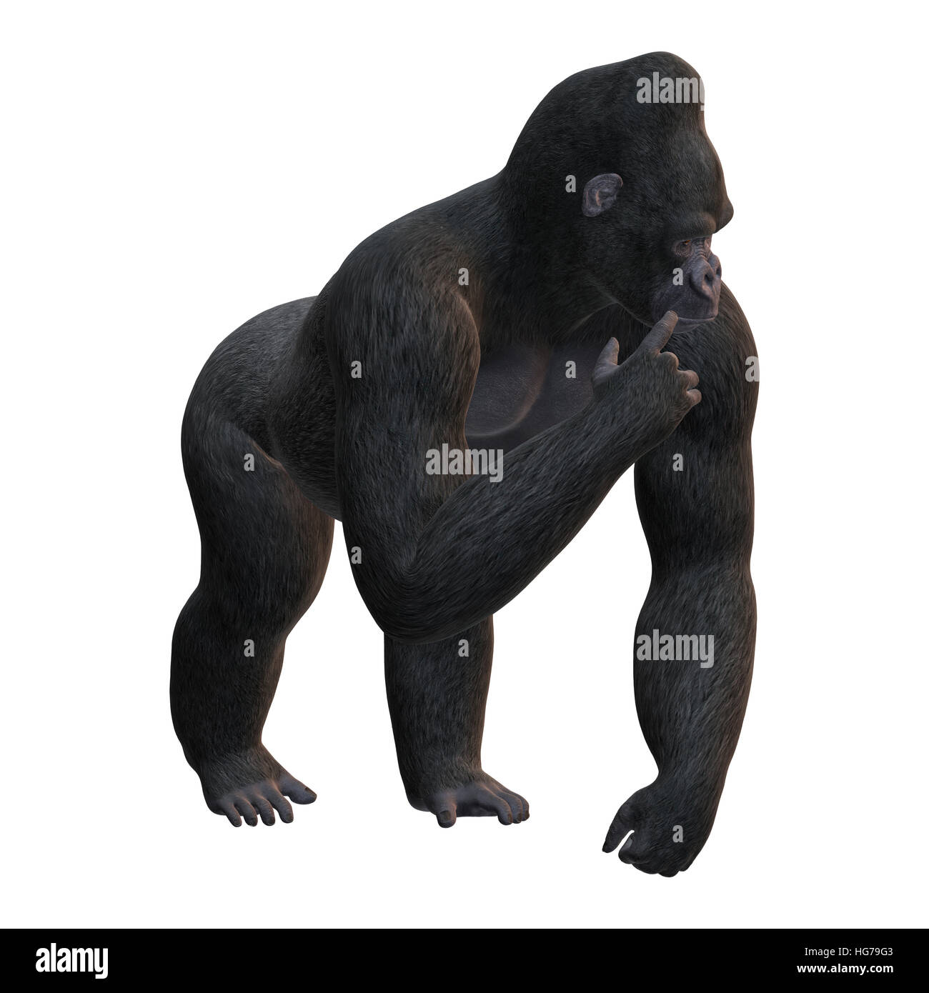 3D rendering of a Gorilla, a herbivorous ape, isolated on white ...