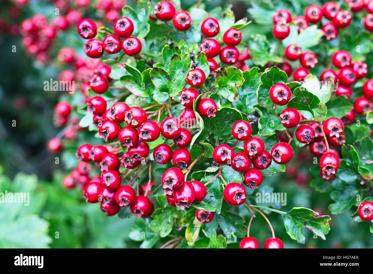 Hawberry Stock Photos & Hawberry Stock Images - Alamy