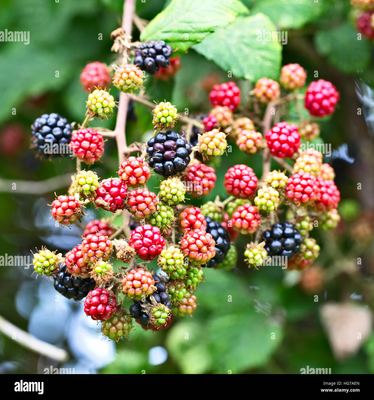 Wild Blackberries, at varying stages of ripeness, England, UK Stock ...
