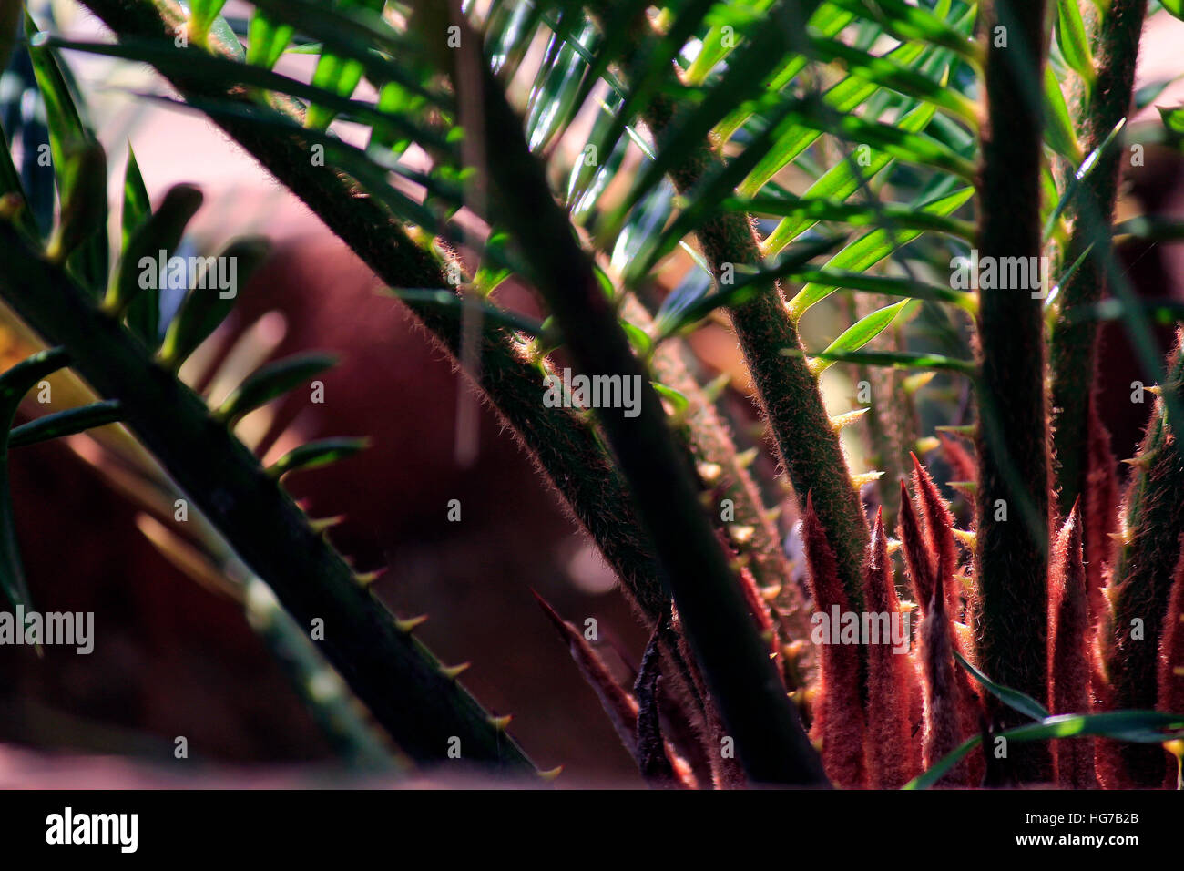 Palm tree with thorns hi-res stock photography and images - Alamy