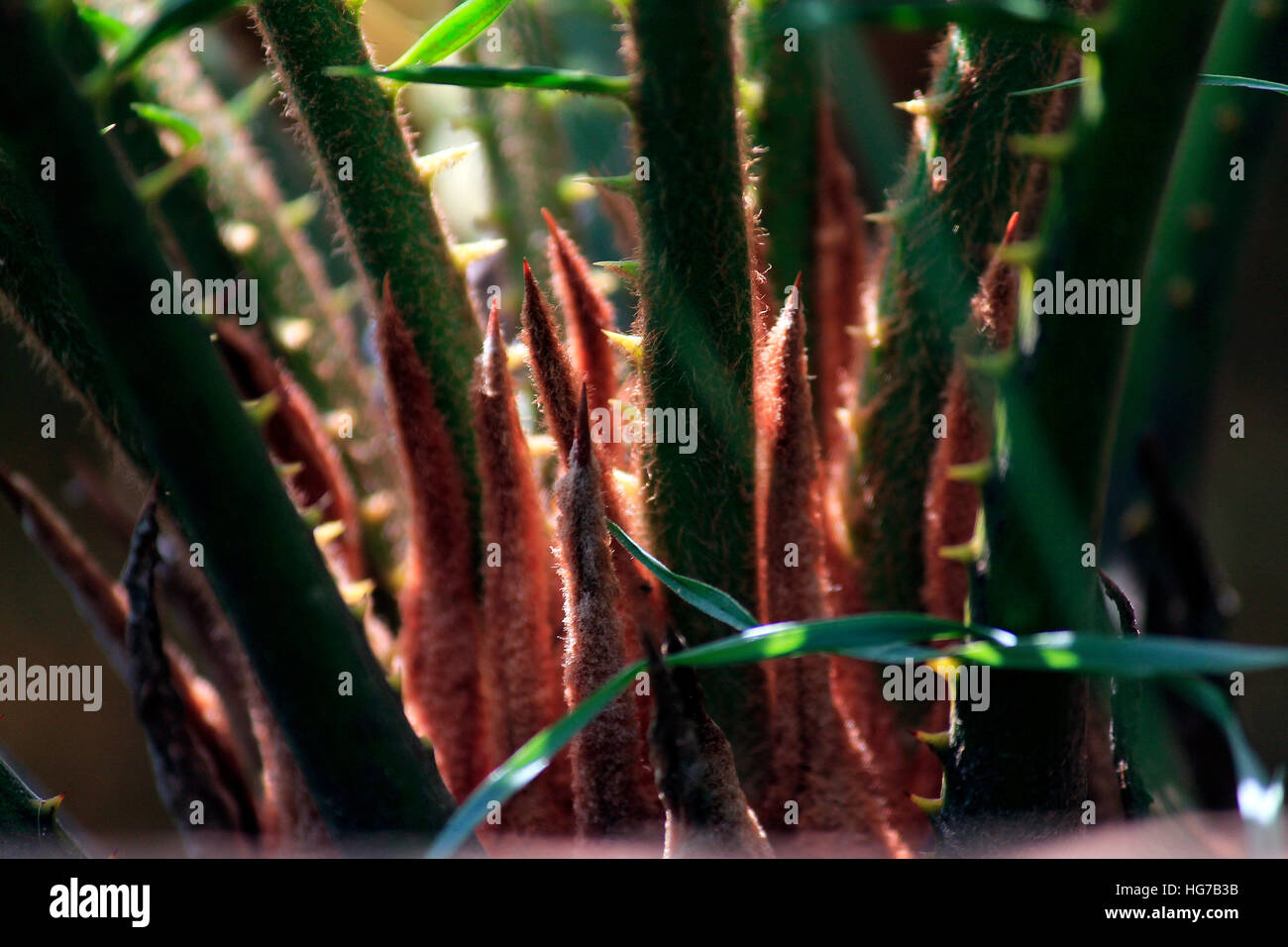 Palm tree with thorns hi-res stock photography and images - Alamy