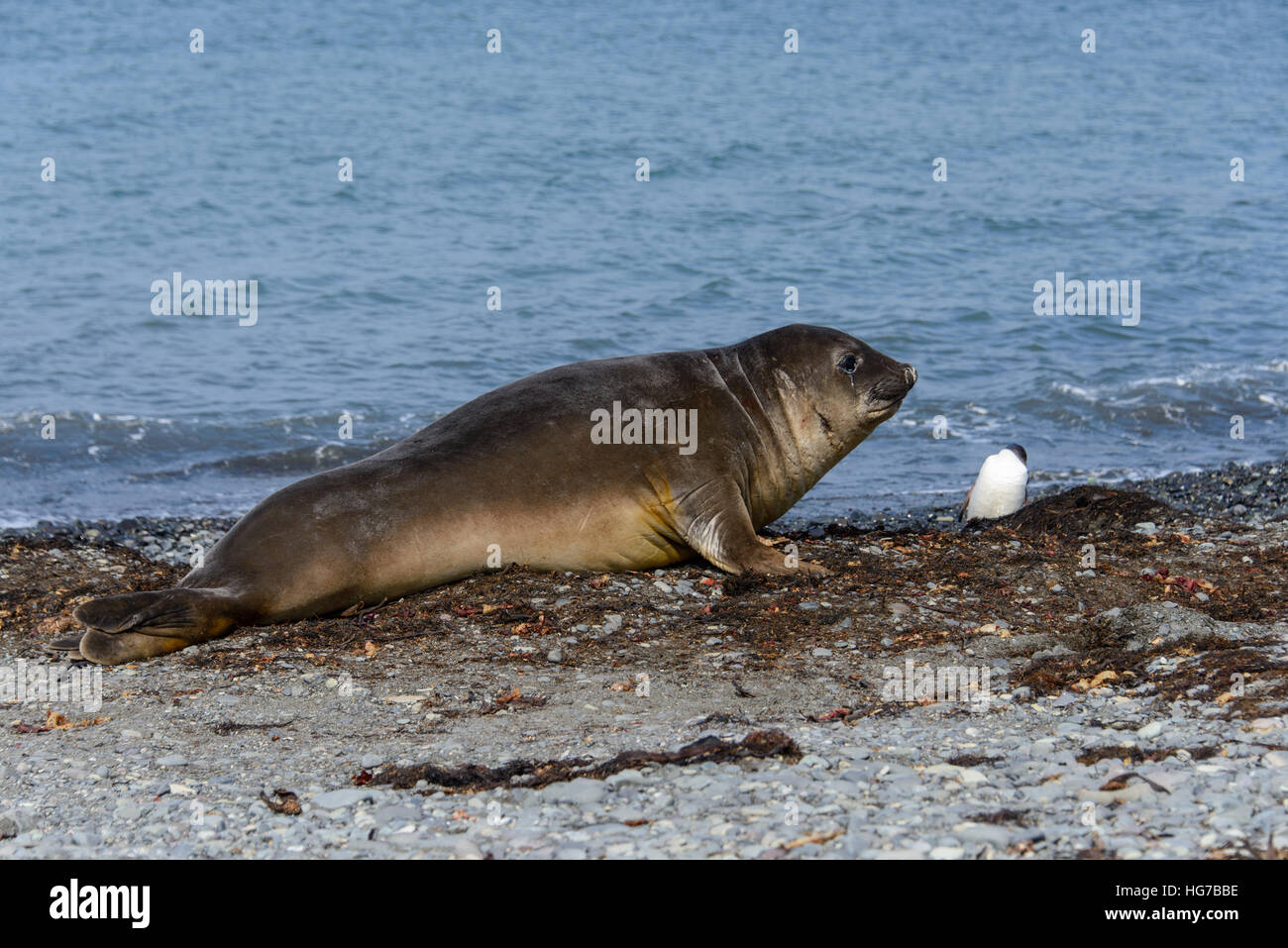 Baby elephant seal in water hi-res stock photography and images - Alamy