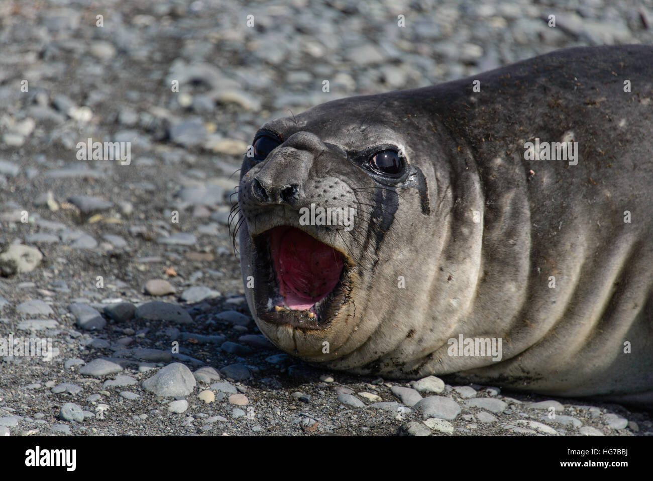 Baby elephant seal in water hi-res stock photography and images - Alamy