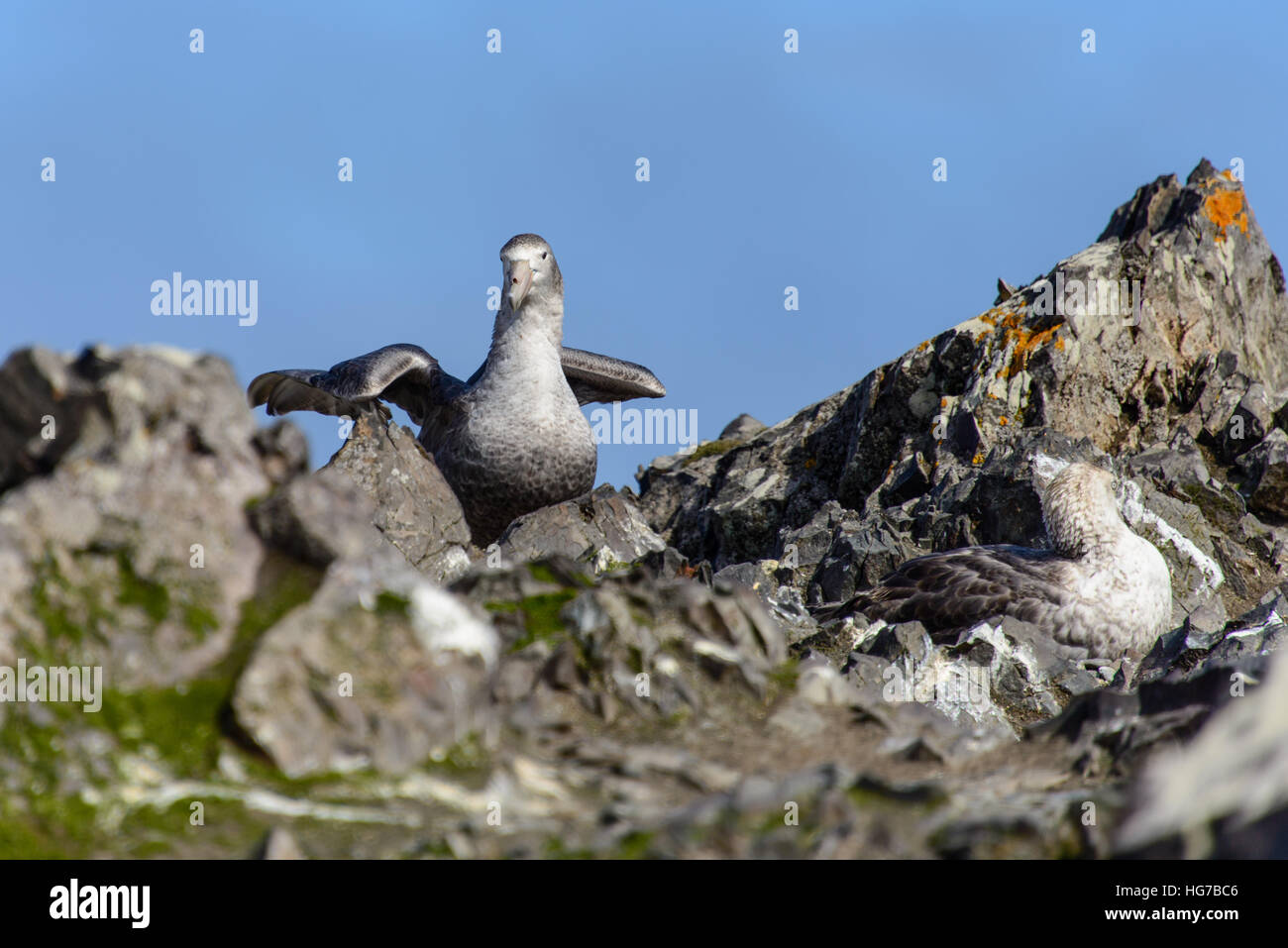 Petrel south georgia white hi-res stock photography and images - Alamy