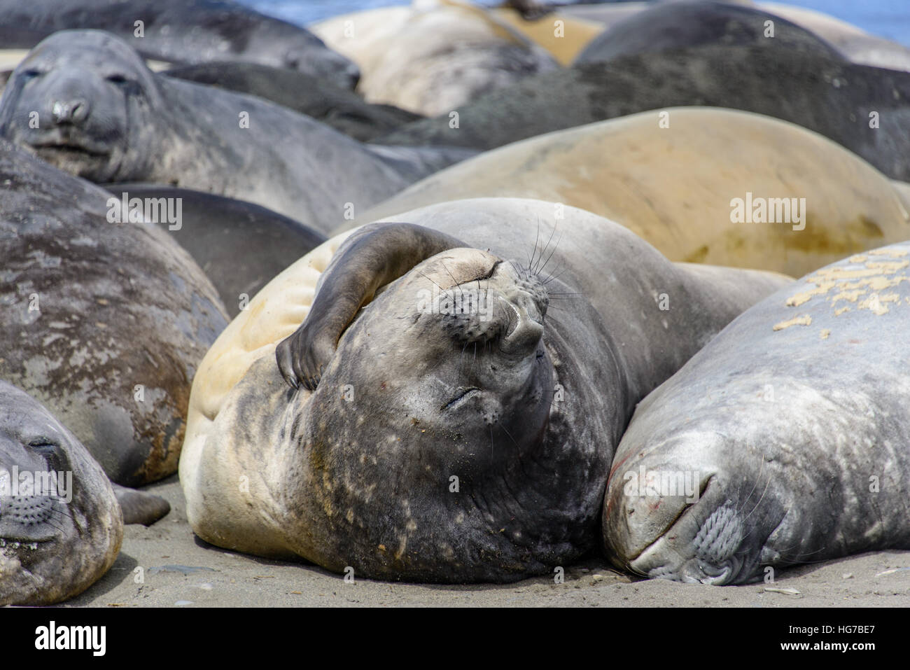 Sea elephant on the beach in Antarctica Stock Photo - Alamy