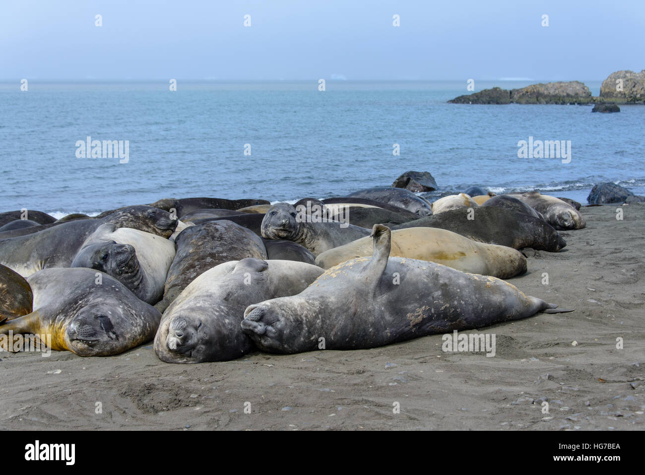 Baby elephant seal in water hi-res stock photography and images - Alamy