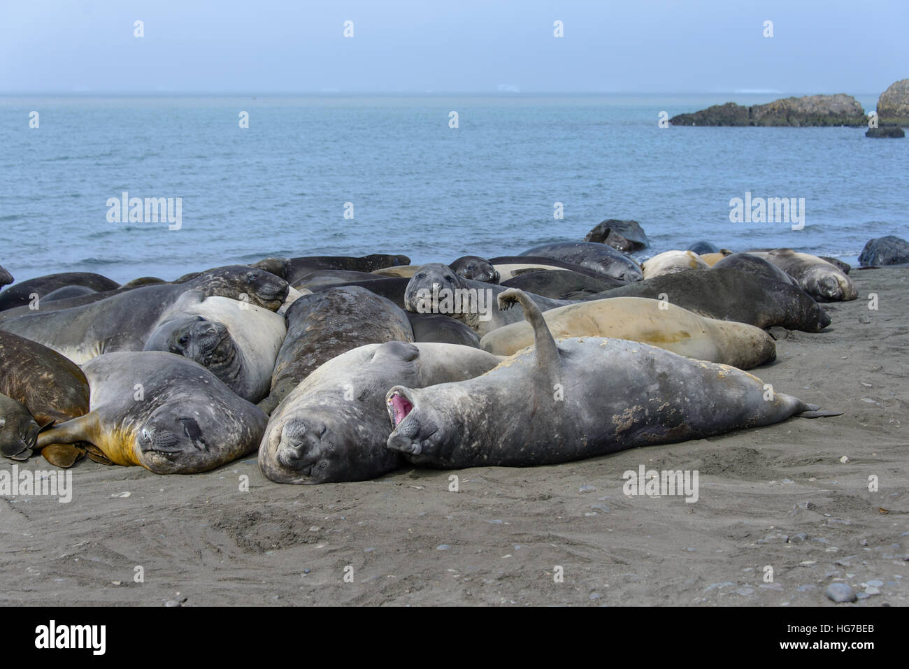 Baby elephant seal in water hi-res stock photography and images - Alamy