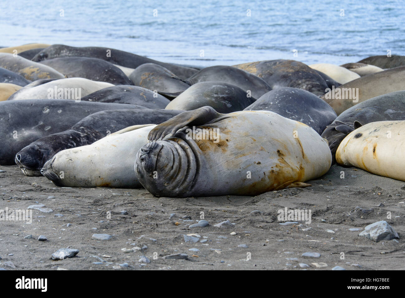 Baby elephant seal in water hi-res stock photography and images - Alamy